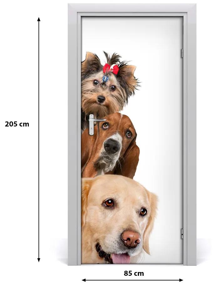 Samolepící fototapeta na dveře Psi a kočky 85x205 cm