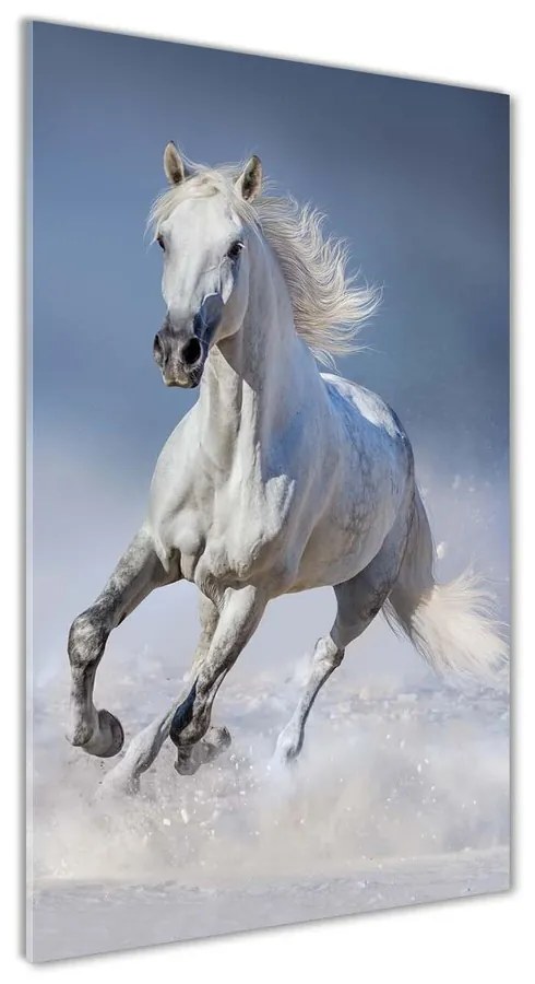 Wallmuralia Fotoobraz na skle Bílý kůň cval 60x120 cm