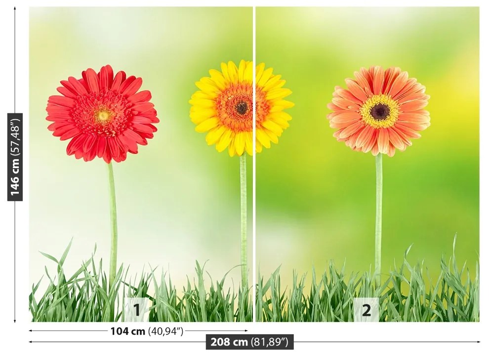 Fototapeta gerbera 104x70