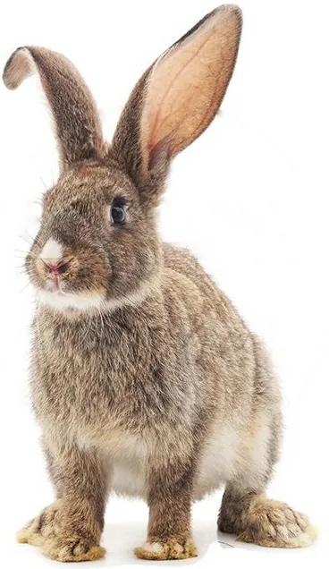 Nálepka na zeď - zvířátka - králík Velikost: malá