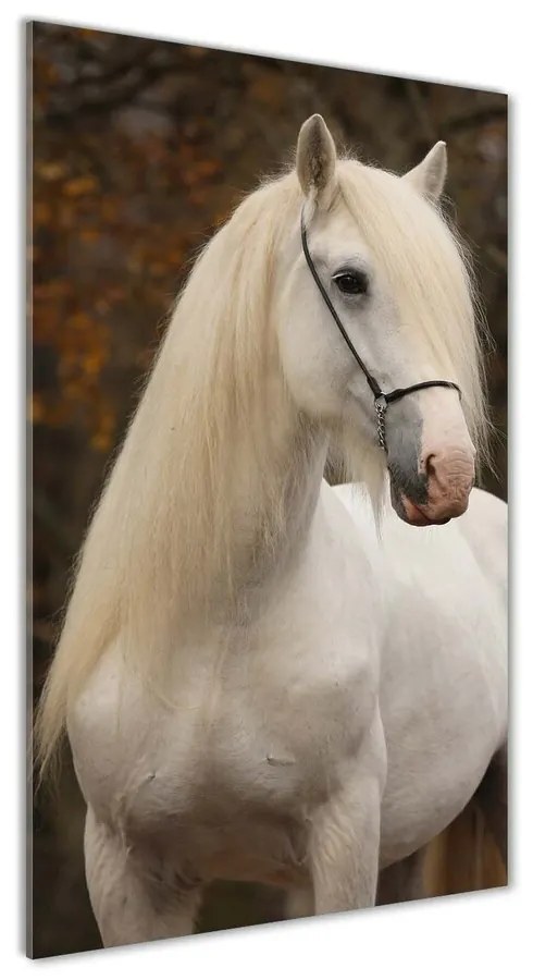 Wallmuralia Foto obraz akrylový na stěnu Bílý kůň 50x100 cm