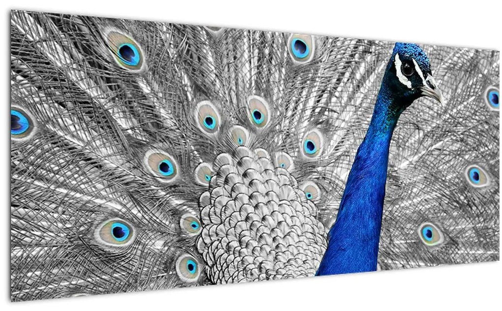Obraz - modrý páv (100x40 cm), 40 dalších rozměrů