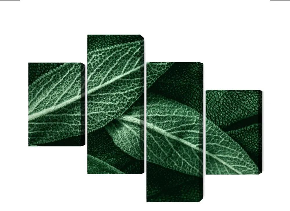 Vícedílný obraz Salvia Listy Na Makro Měřítku Nedostatek Nedostatek Přírodní plátno 160x100