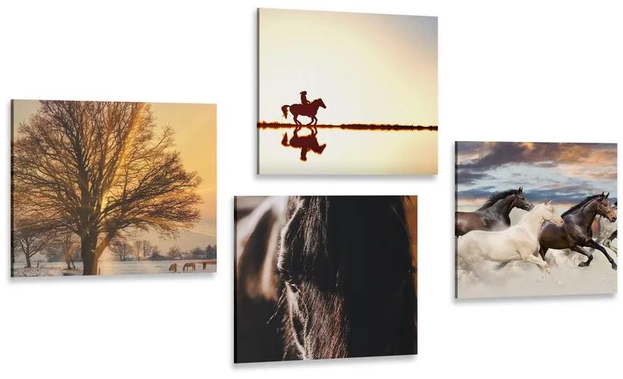 Set obrazů pro milovníky koní Varianta: 4x 60x60