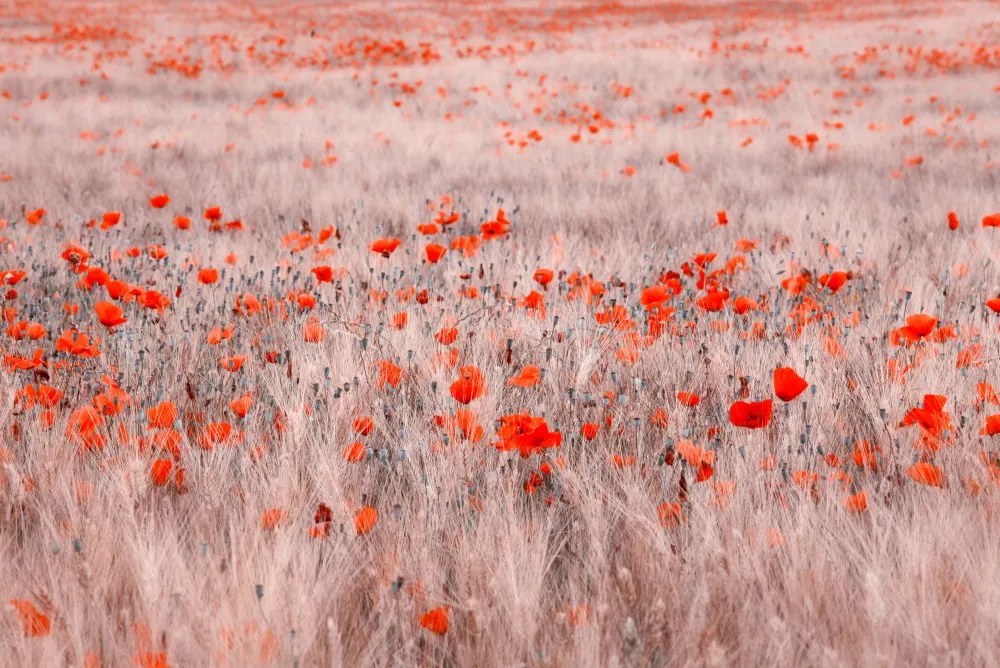 Fototapeta Poppy Field Hladký vinyl 360x240