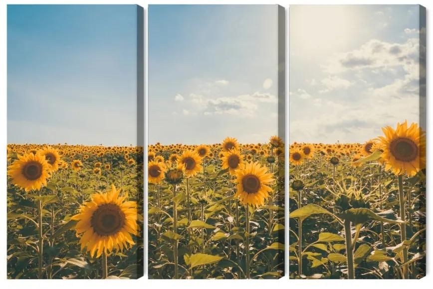 Vícedílný obraz Slunečnicové Pole Na Letní Den 3D Nedostatek Nedostatek Plátno Canvas 120x80