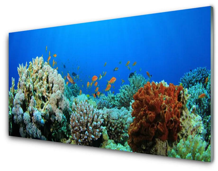 Obraz na skle Korálový Útes Příroda 125x50 cm
