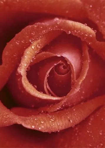 Fototapety růže rozměr 183 cm x 254 cm