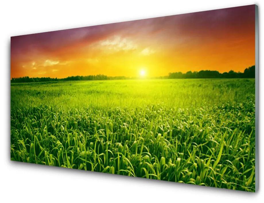 akrylový obraz Obilí Pole Východ Slunce 120x60 cm