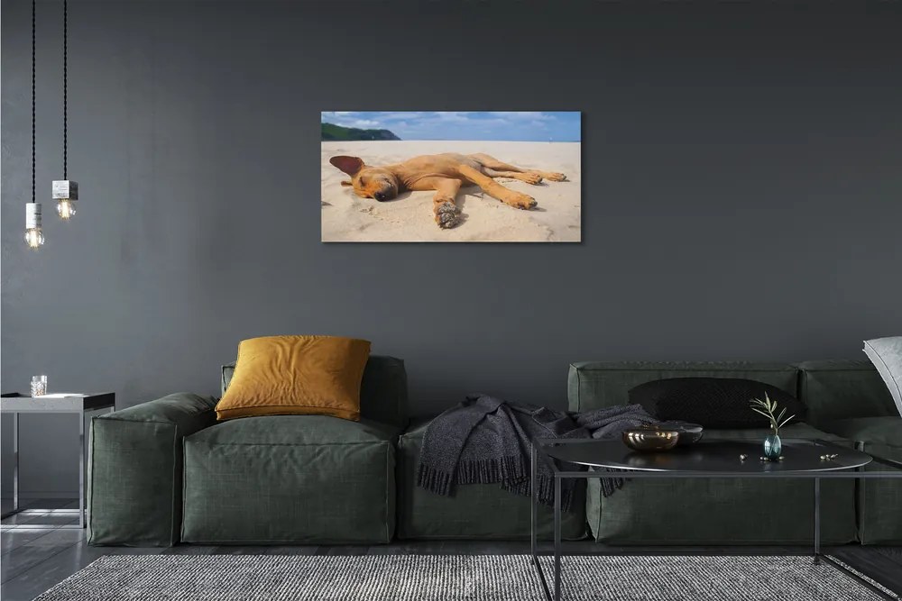 Obrazy na plátně Ležící pes pláž 140x70 cm