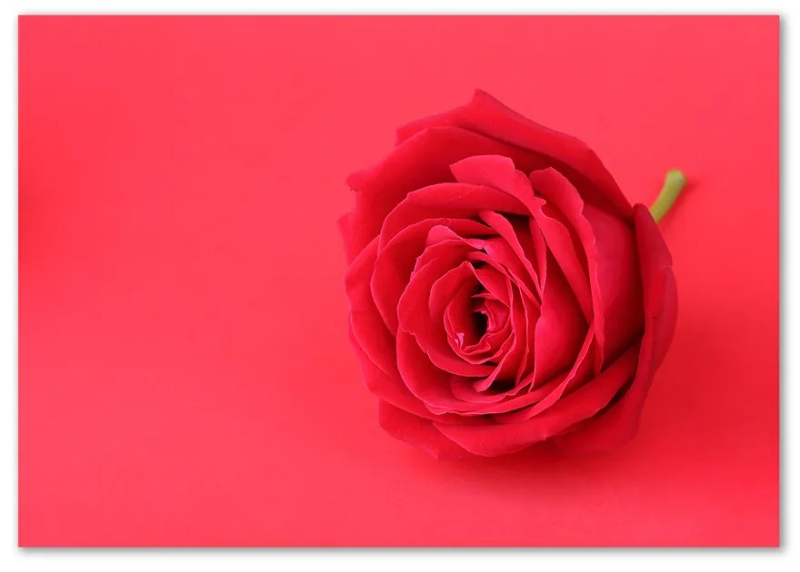 Wallmuralia Foto-obrah sklo tvrzené Červená růže 100x70 cm