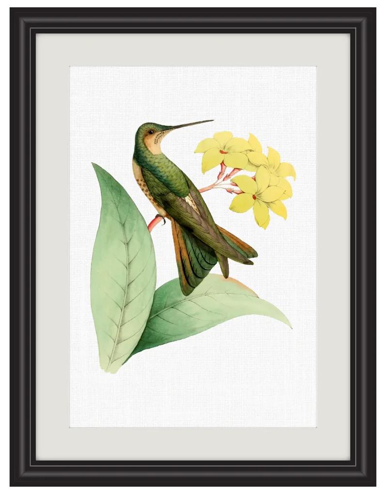 Obrázek kolibřík velký A5 (148 x 210 mm): A5