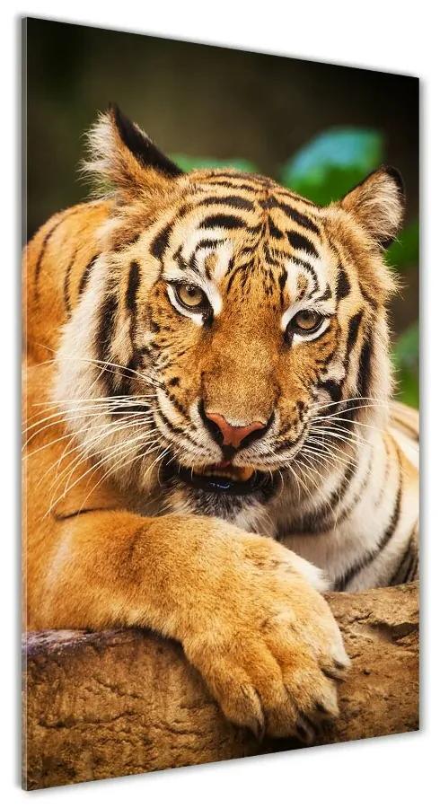 Wallmuralia Vertikální Foto obraz skleněný svislý Bengálský tygr 50x100