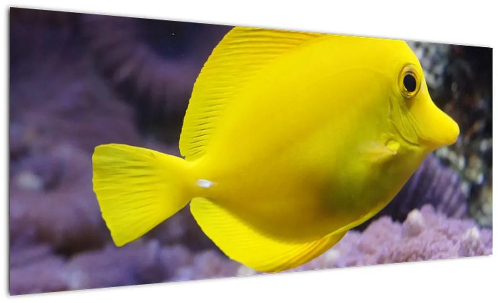 Obraz - žluté ryby (100x40cm)