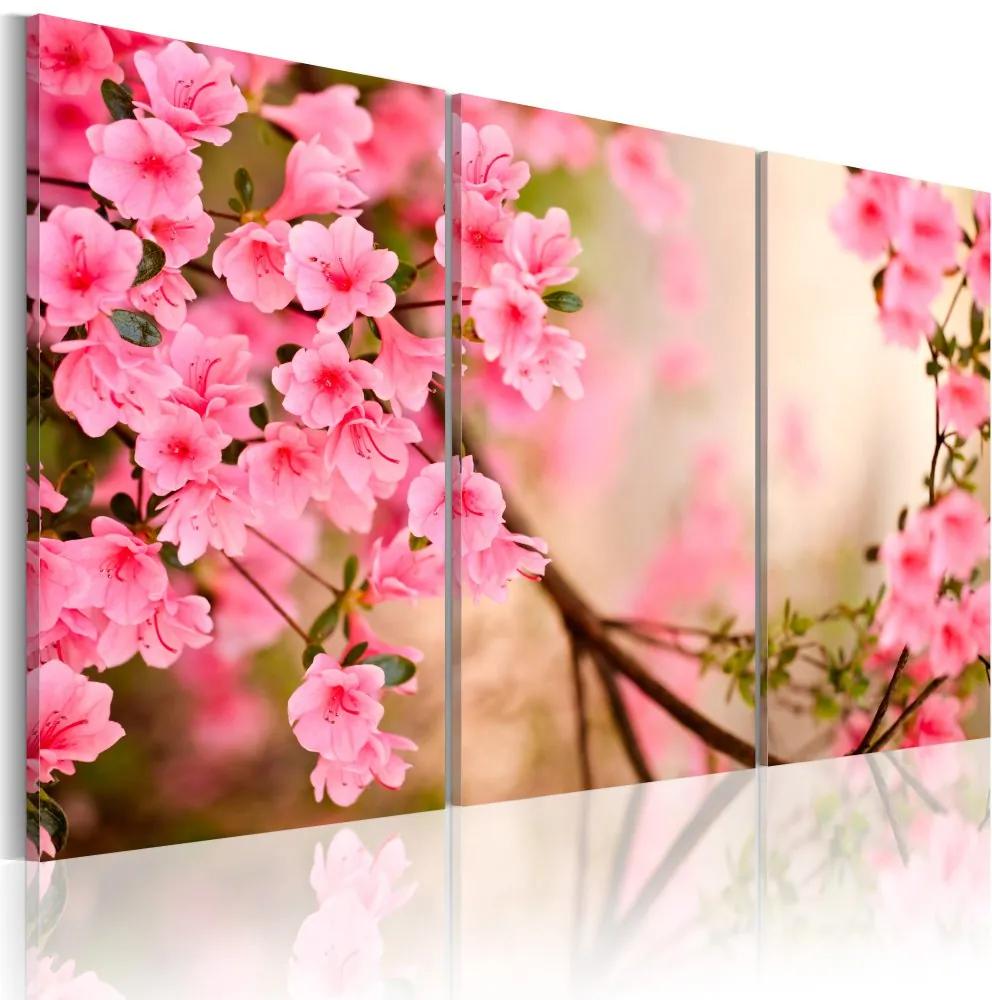 Obraz na plátně Bimago - Růžové třešňové květy 60x40 cm