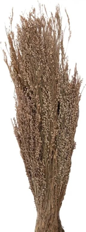 Sušené květy béžové 55 cm (100 gr) – 60 cm