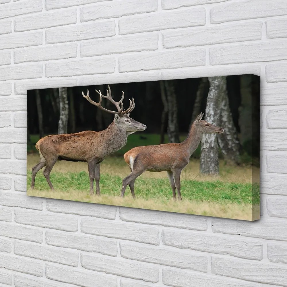 Obrazy na plátně jelen lesní 120x60 cm