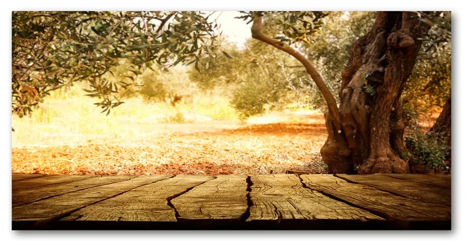 Wallmuralia Fotoobraz na skle Olivový strom 100x50 cm