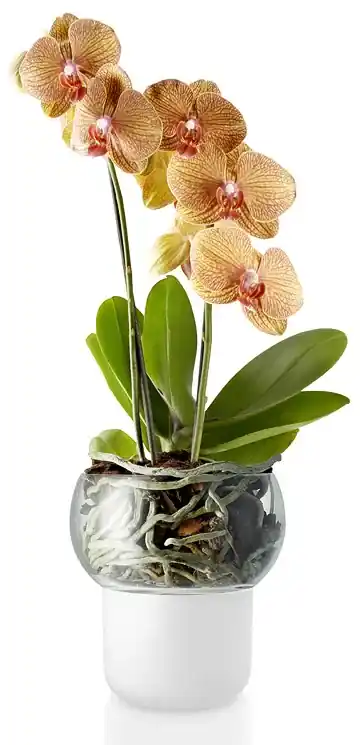 EVA SOLO Skleněný samozavlažovací květináč na orchideje OE 13 cm | Biano