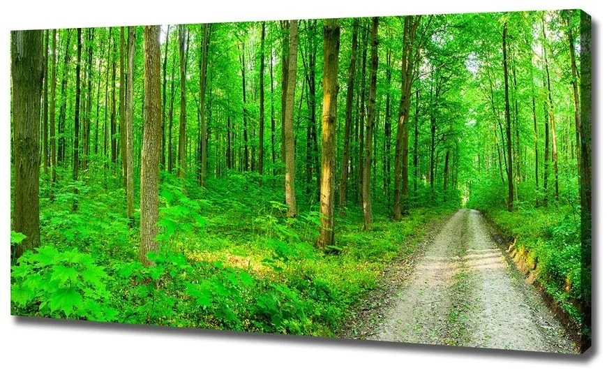 Wallmuralia Foto obraz na plátně Stromy v lese 120x60 cm