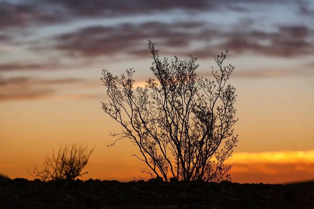 Fototapeta větvičky v západu slunce - 450x300 cm