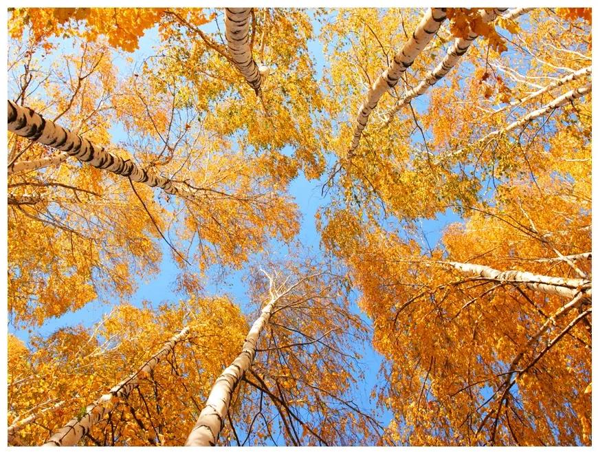 Fototapeta - Autumnal treetops