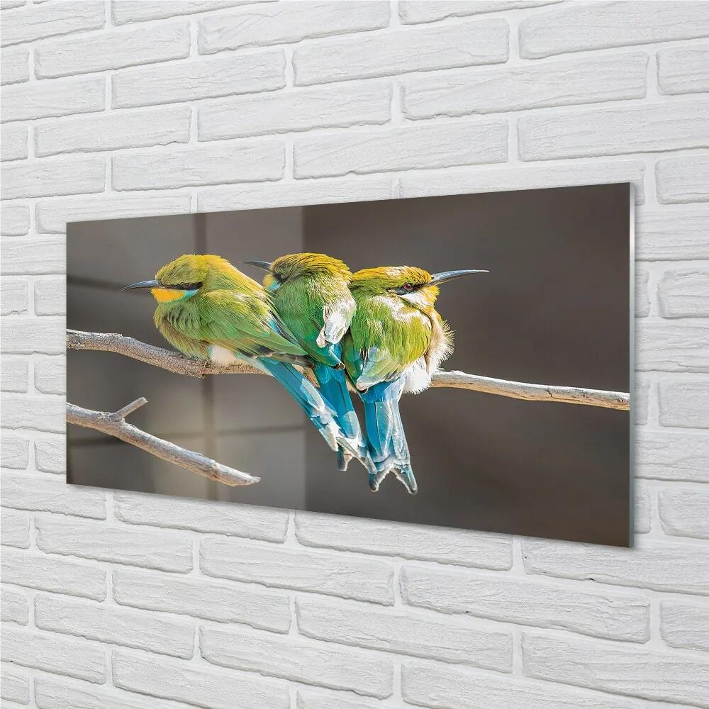 Obraz na skle Ptáci na větvi 125x50 cm