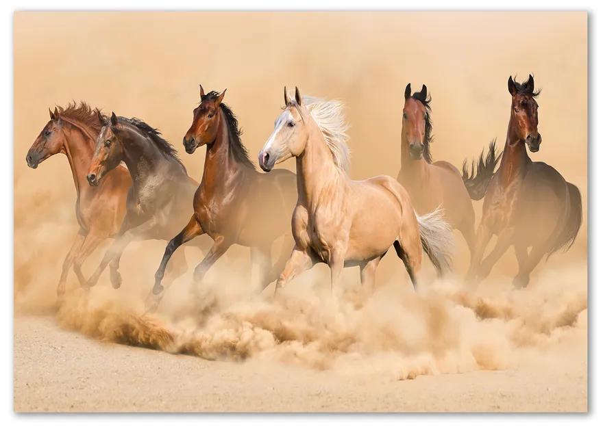 Wallmuralia Foto obraz skleněný svislý Koně poušť 100x70 cm