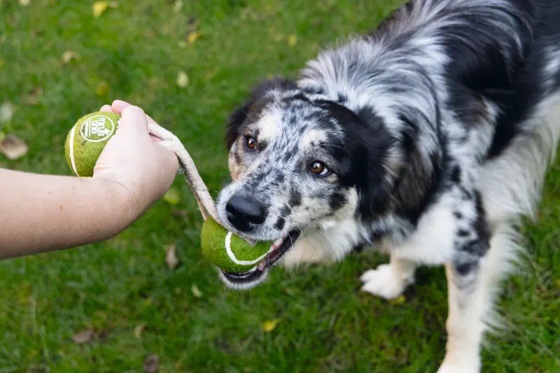 Beeztees ECO Hračka pro psy DUO Tenisový míč na provaze