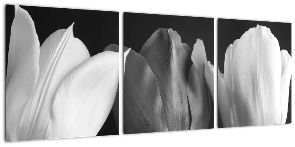 Černobílý obraz - tři tulipány
