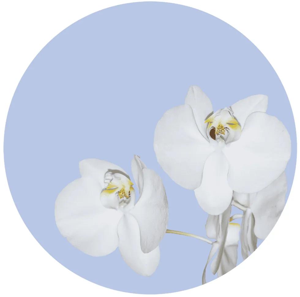 Samolepicí fototapeta CR3300 Orchid on Blue 140 x 140 cm
