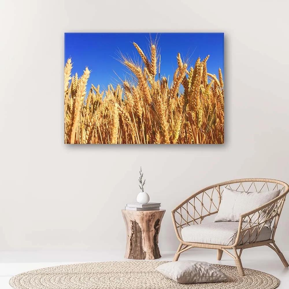 Obraz na plátně Kukuřičný klas Harvest Nature Gold - 90x60 cm