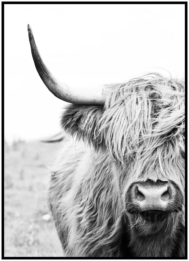 Plakát Highland cattle Rozměr plakátu: 40 x 50 cm, Orientace plakátu: Na výšku