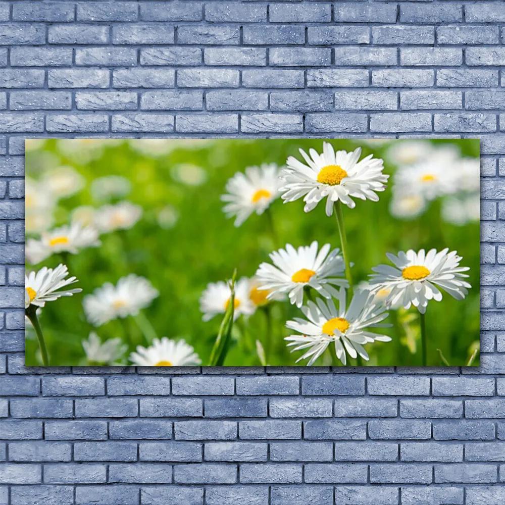 Plexisklo-obraz Sedmikráska Květ Rostlina 120x60 cm
