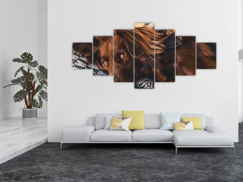 Obraz ležících psů (210x100 cm)