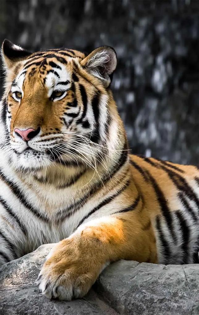 Jednodílný obraz tygr Velikost (šířka x výška): 120x80 cm