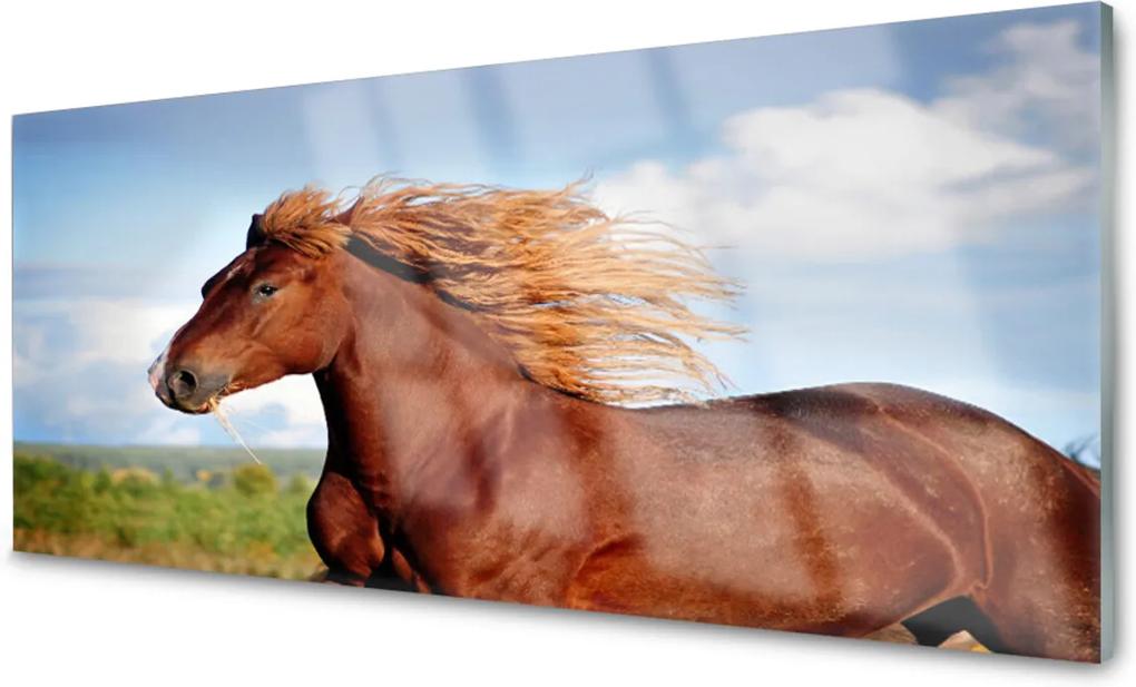 Obraz na skle Skleněný Kůň Zvířata