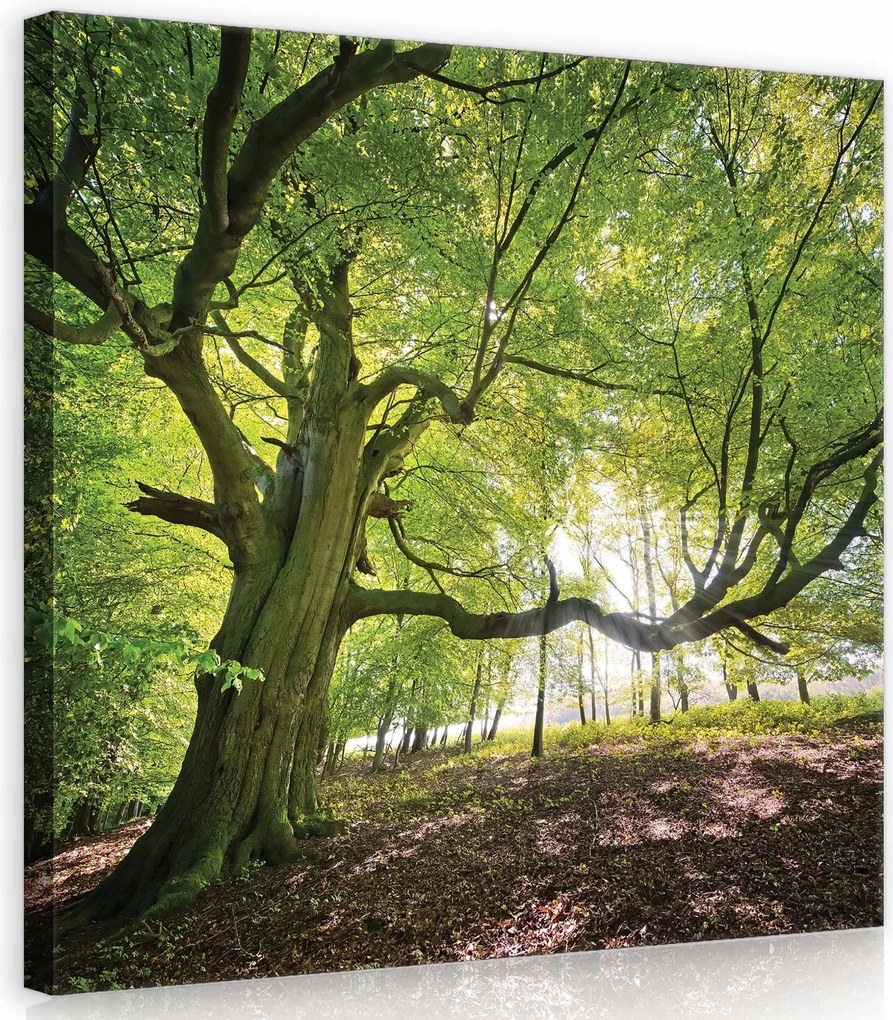 Obraz 80x80 Les starý strom sluneční světlo zeleň příroda klid stín