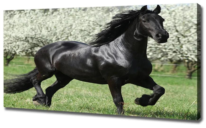 Wallmuralia Foto obraz na plátně do obýváku Černý kůň květiny 120x60 cm