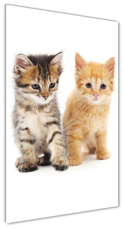 Wallmuralia Vertikální Foto-obraz skleněný svislý Šedá a červená kočka 50x100