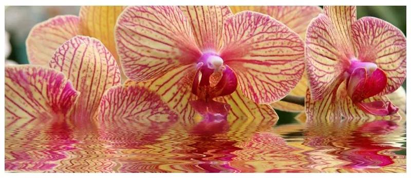 Obraz orchideje (120x50 cm), 40 dalších rozměrů