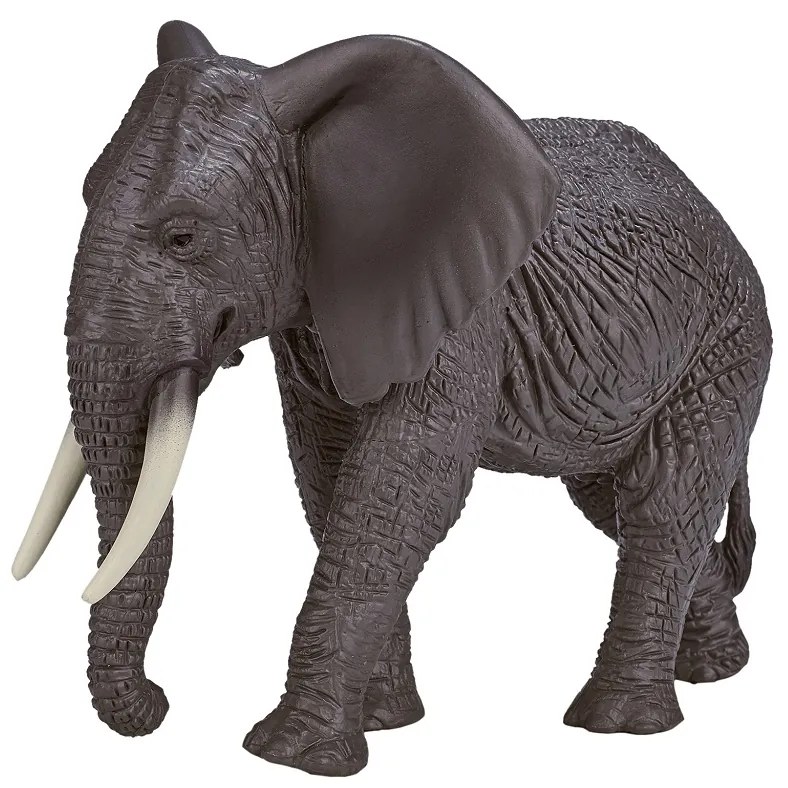 Mojo Slon africký