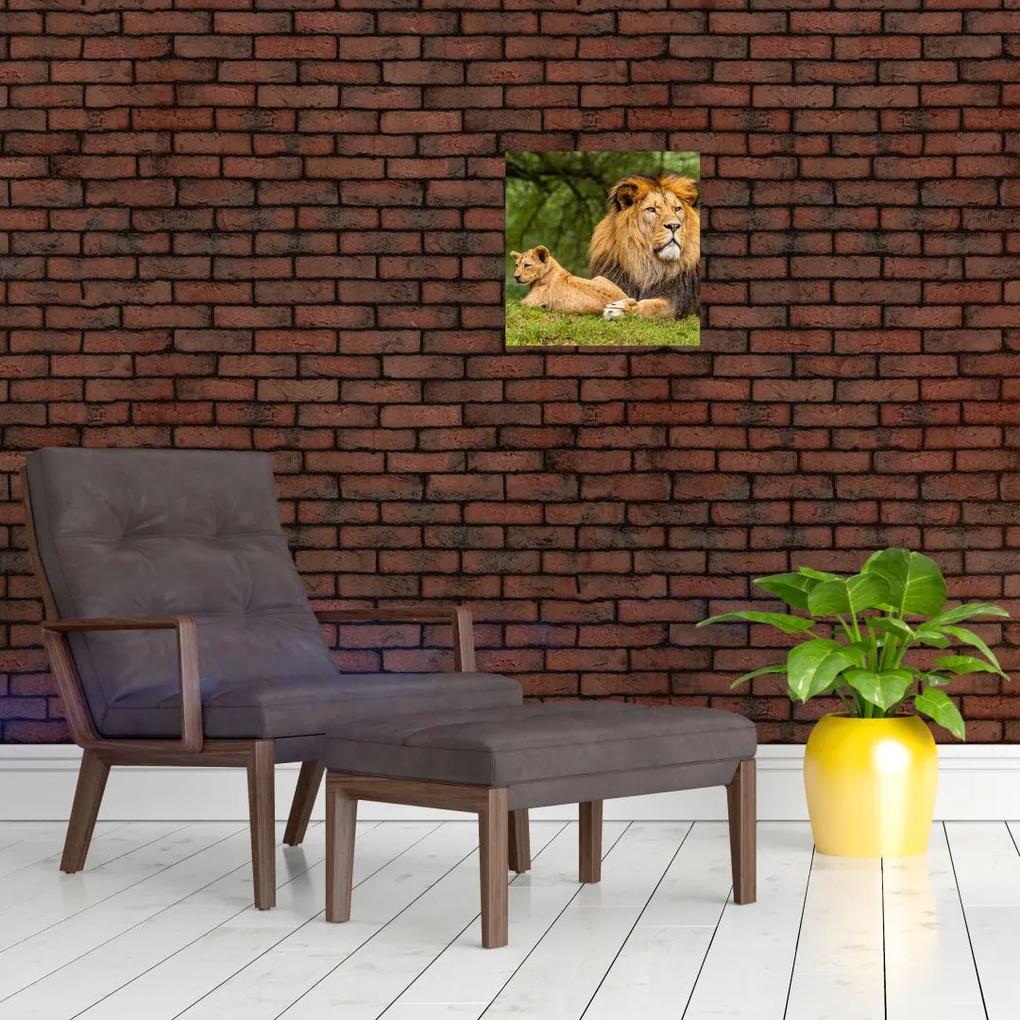 Obraz lvů (30x30 cm)