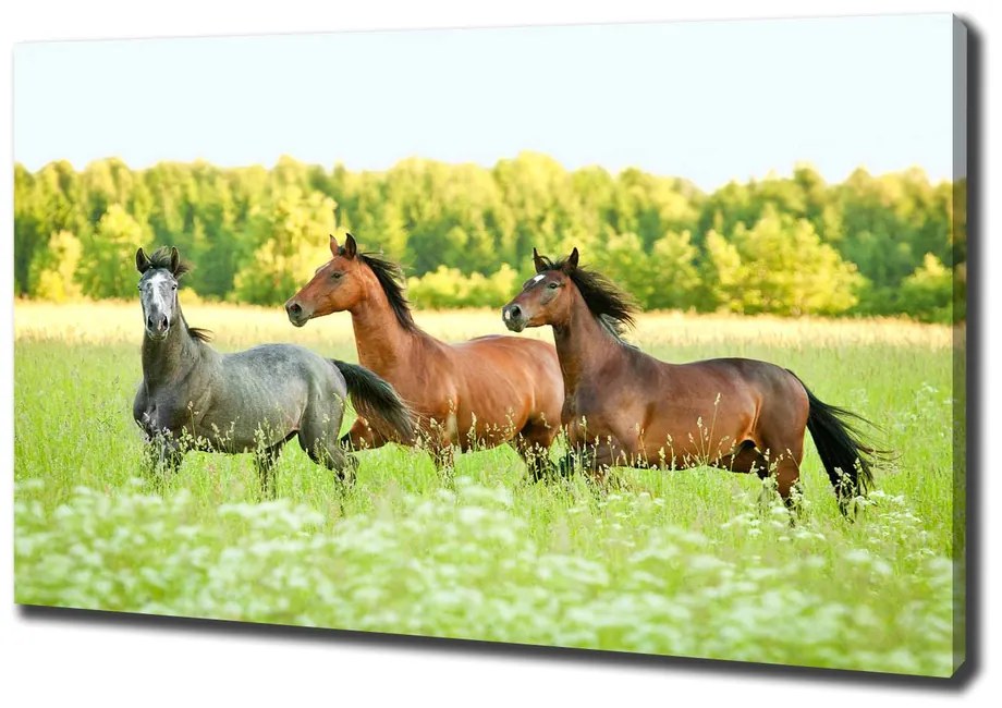 Wallmuralia Foto obraz na plátně Koně ve cvalu 100x70 cm