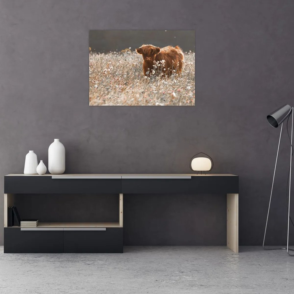 Obraz - Skotská kráva v kvítí (70x50 cm)
