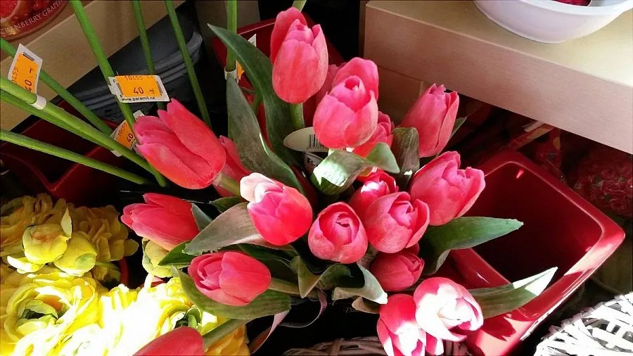 Tulipán růžový růžový