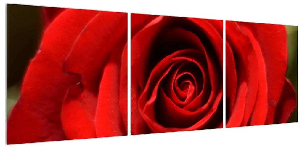Detailní obraz květu růže (120x40 cm)