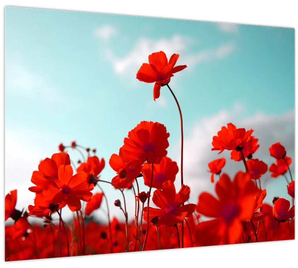 Obraz pole s jasně červenými květy (70x50 cm)