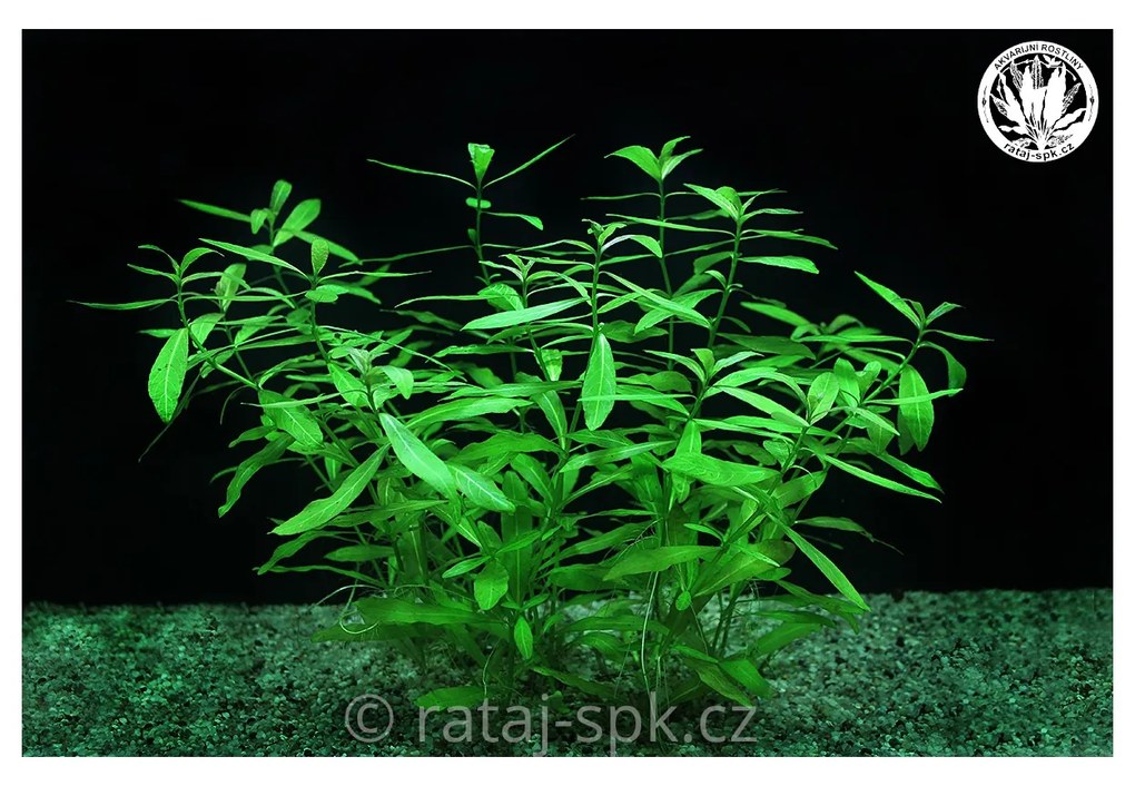 Hygrophila polysperma