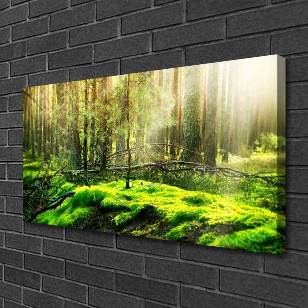 Obraz na plátně Mech Les Příroda 125x50 cm